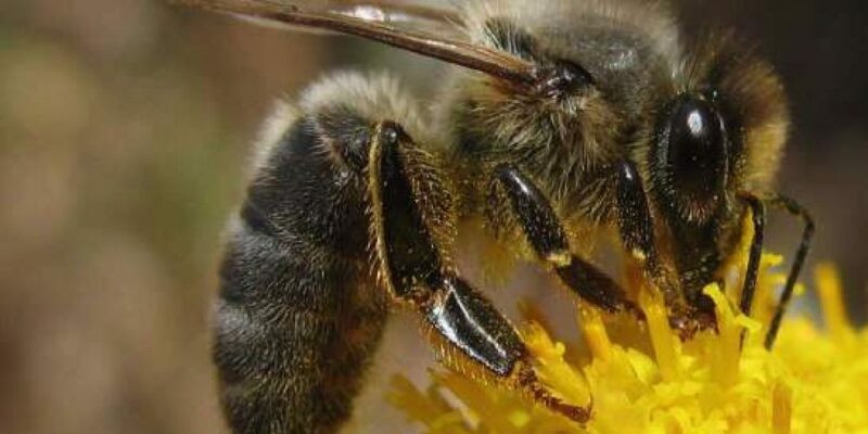 Les différents types/race d'abeilles - Ma Petite Abeille