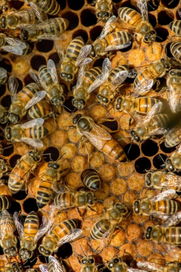 Les différents types/race d'abeilles - Ma Petite Abeille