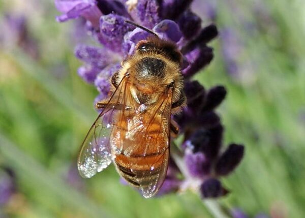 Les différents types/race d'abeilles - Ma Petite Abeille