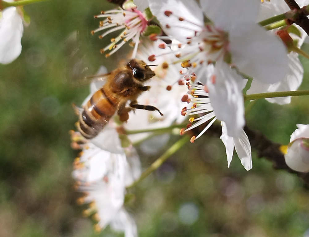 Connaître les principales plantes mellifères - Ma Petite Abeille