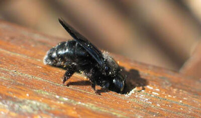 Les différents types/race d'abeilles - Ma Petite Abeille